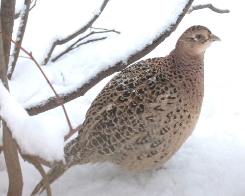 abc-tiere-f-wie-fasanenweibchen - Utopia - DesignBlog